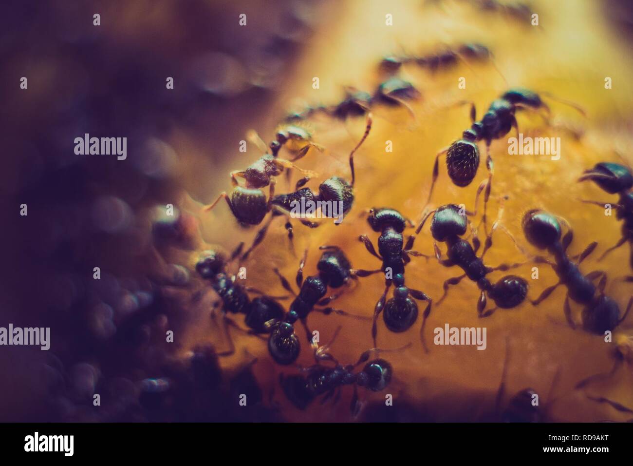 Ant by Salmen-bejaoui Stock Photo - Alamy Ant by Salmen-bejaoui Stock Photo - Alamy