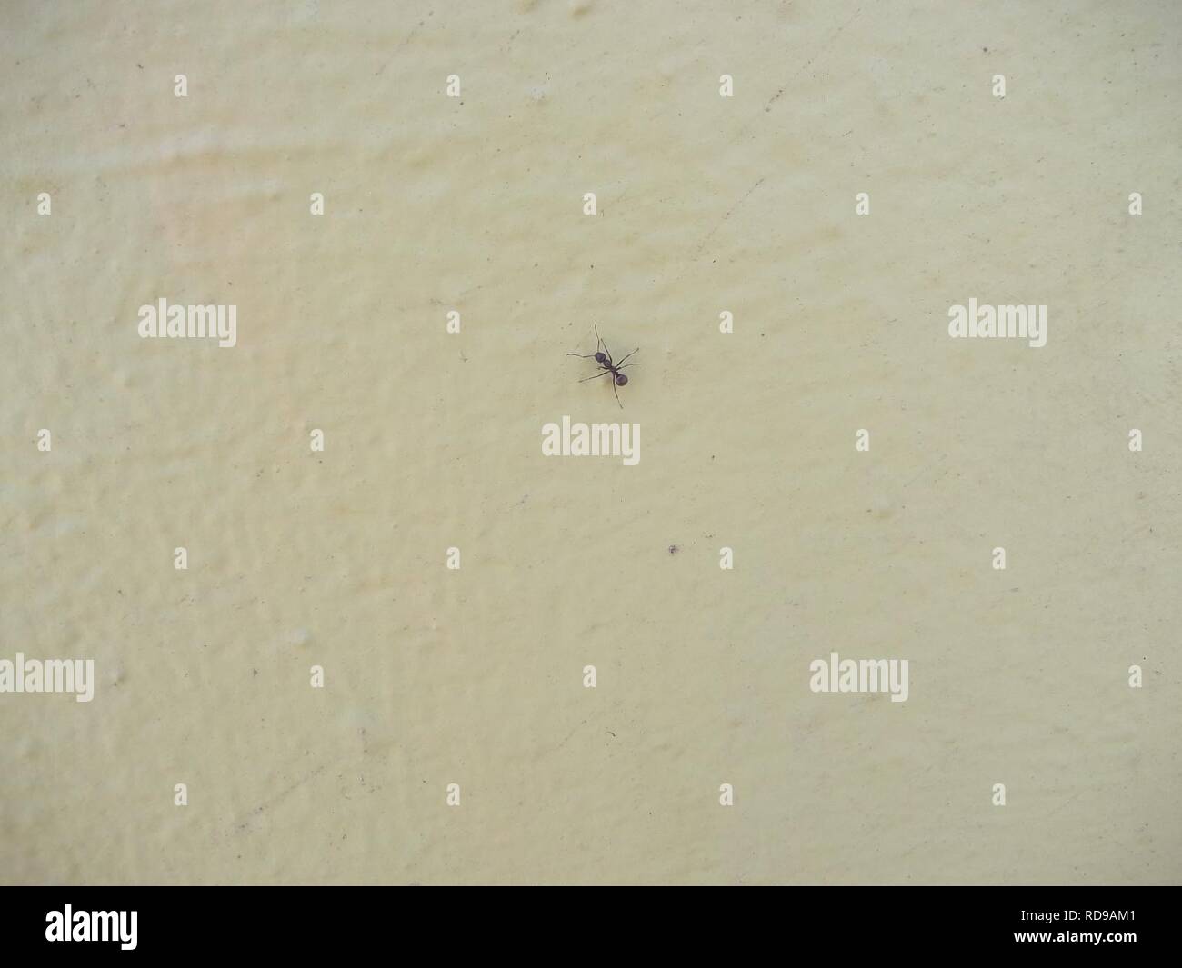 Ant on wall hi-res stock photography and images - Alamy