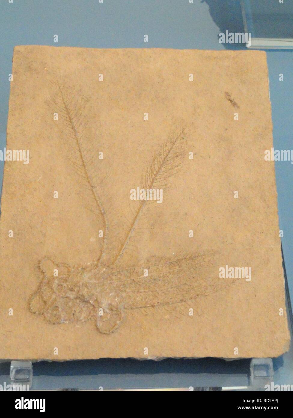 Antedon hi-res stock photography and images - Alamy