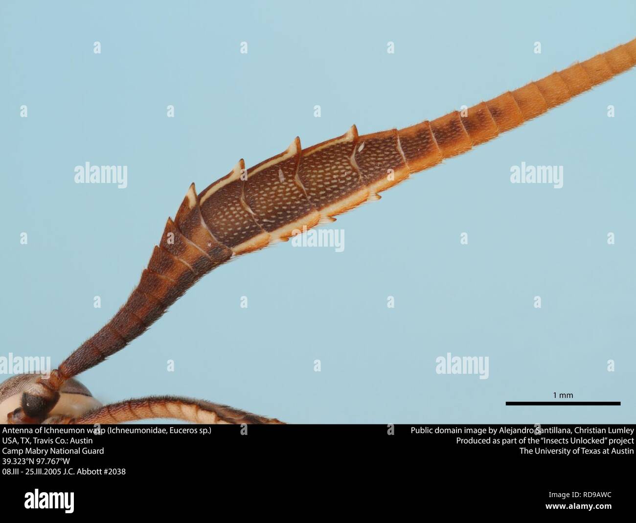 Antenna of Ichneumon wasp (Ichneumonidae, Euceros sp.) (36365776660 ...
