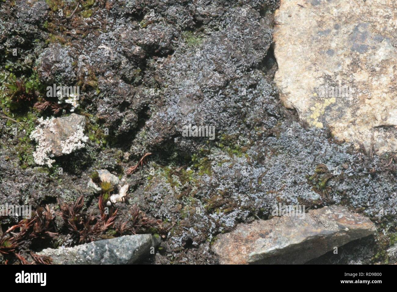 Anthelia juratzkana (a, 110233-471208) 4542 Stock Photo - Alamy