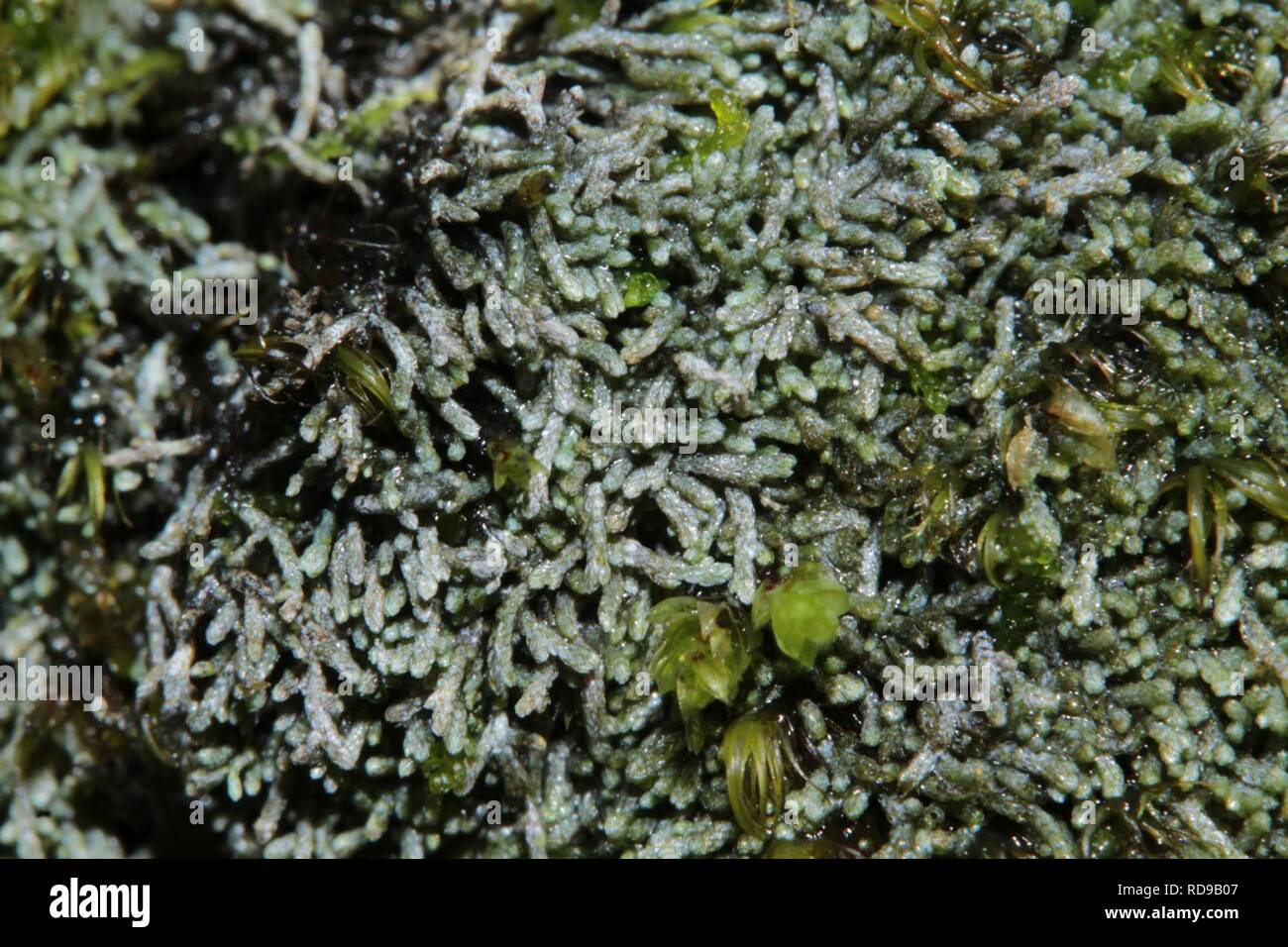 Anthelia juratzkana (b, 140645-471626) 2271 Stock Photo - Alamy