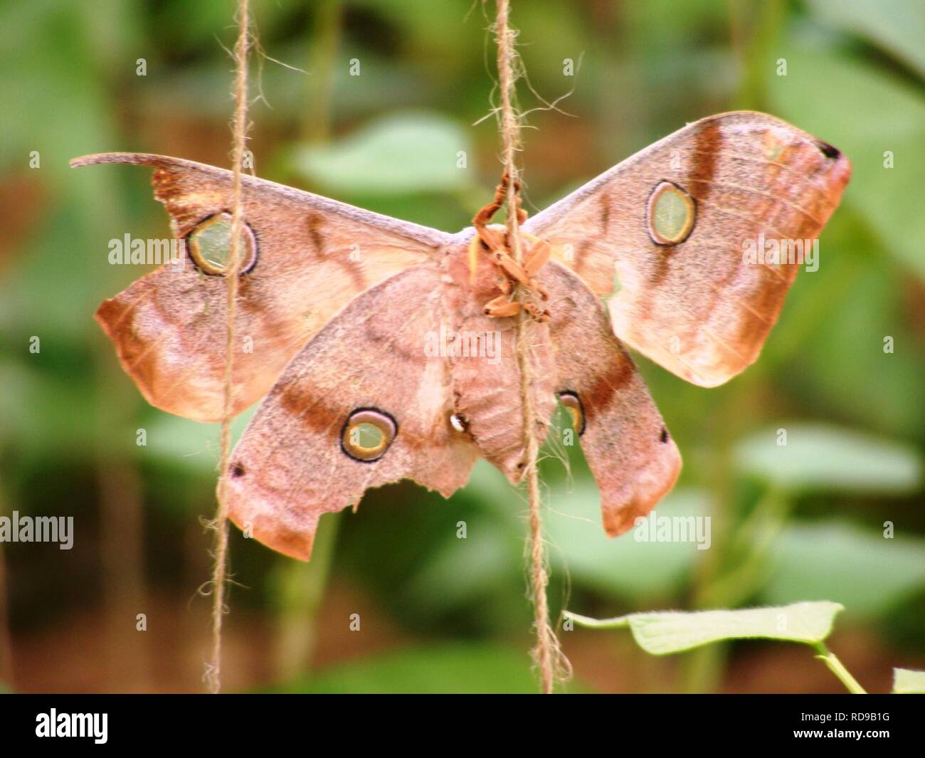 Antheraea mylitta, Saturniidae (5022378929 Stock Photo - Alamy