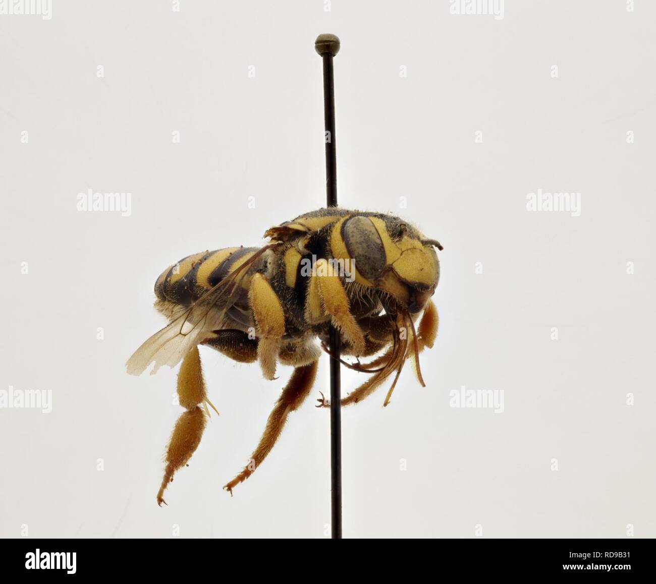 Zoosphere hi-res stock photography and images - Alamy