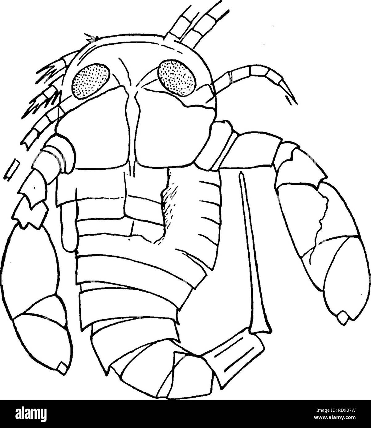 . The Eurypterida of New York. Eurypterida; Paleontology. Figure 2>Z ...