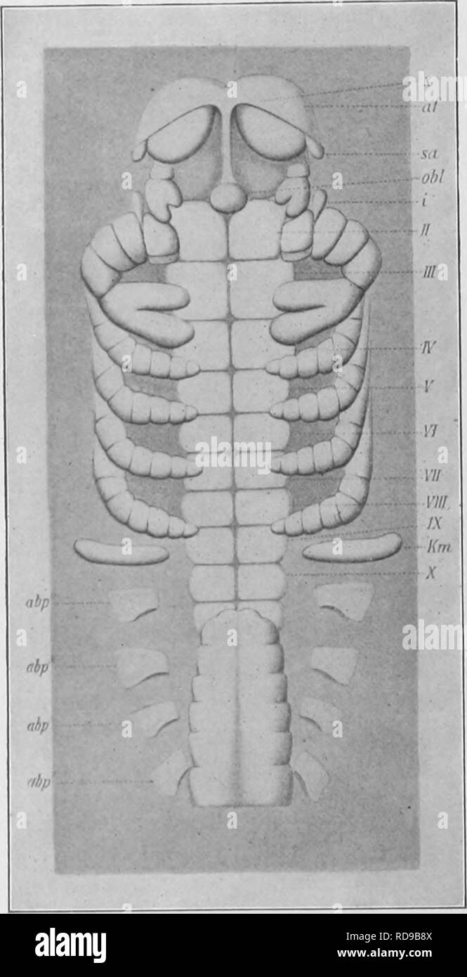 Diagrama De Limulus Arthropoda Study: Limulus & Forficula Comments