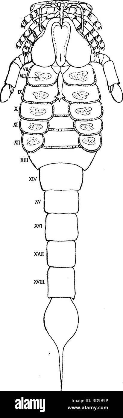 Slimonia Black and White Stock Photos & Images - Alamy