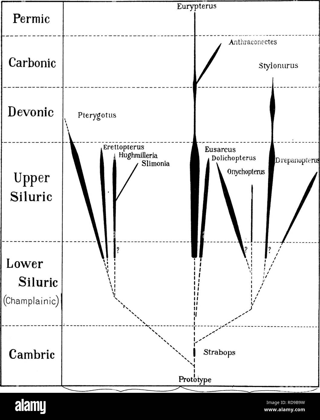 Eurypterids hi-res stock photography and images - Alamy