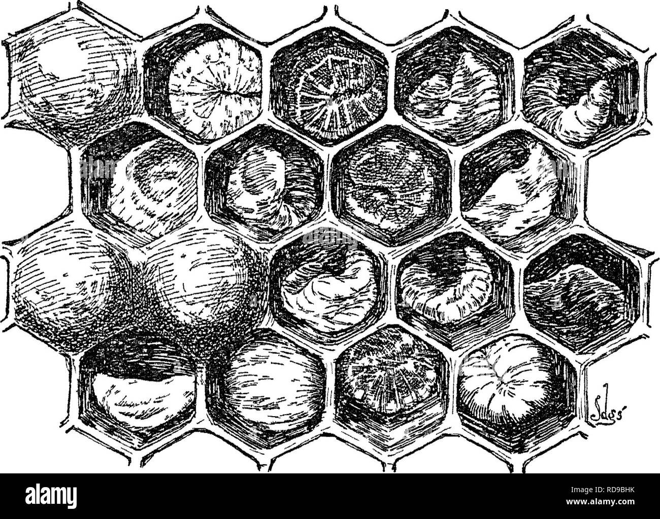 . The treatment of bee diseases. Bees. TKEVTMENT OF BEE DISEVSES. tlie ...