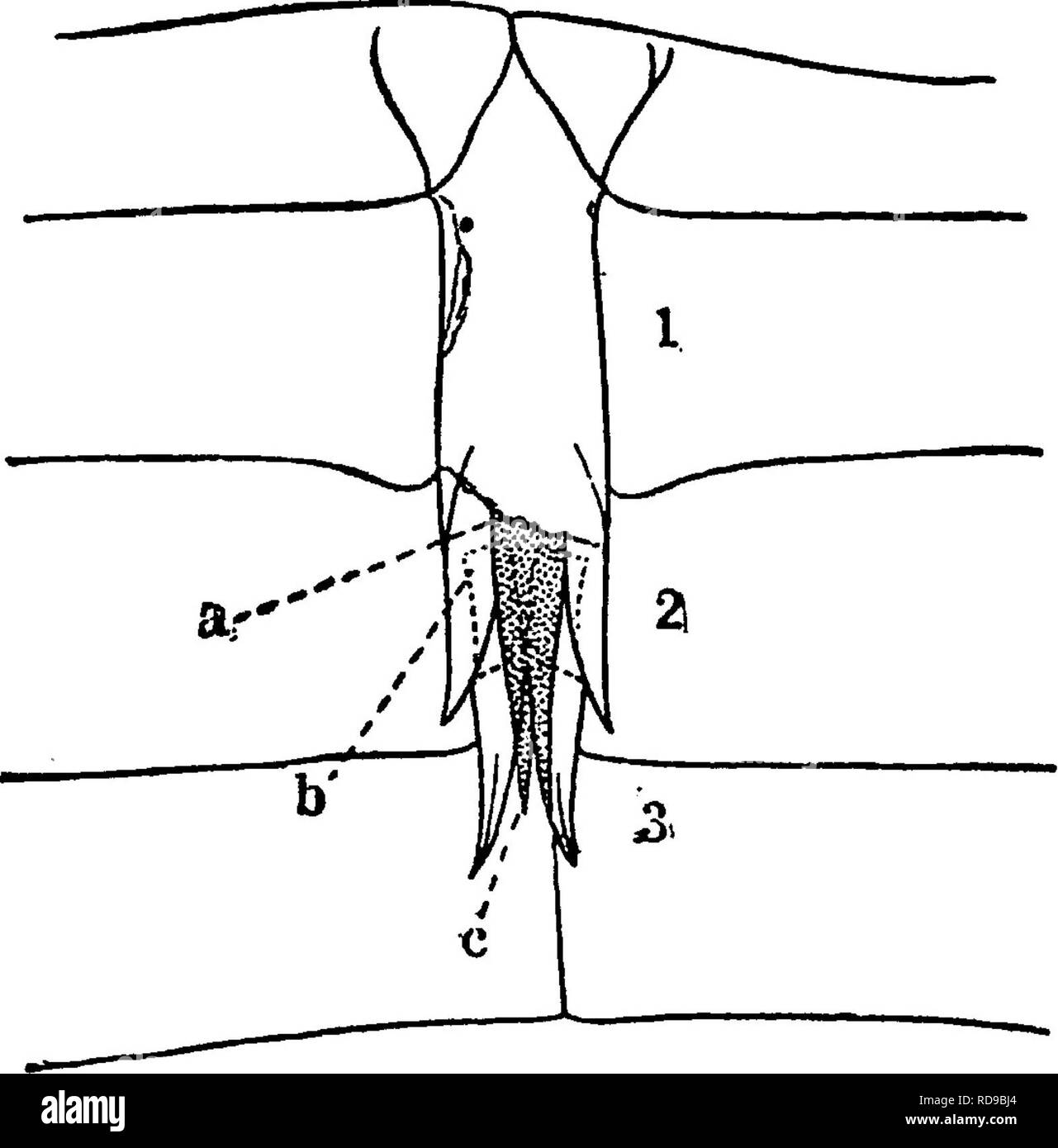 Principal lateral appendage Black and White Stock Photos & Images - Alamy