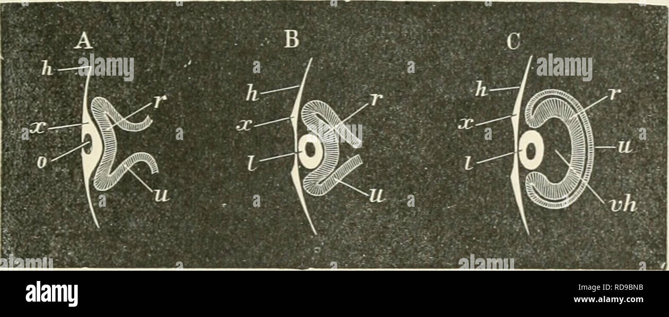 Differenzieren hi-res stock photography and images - Alamy