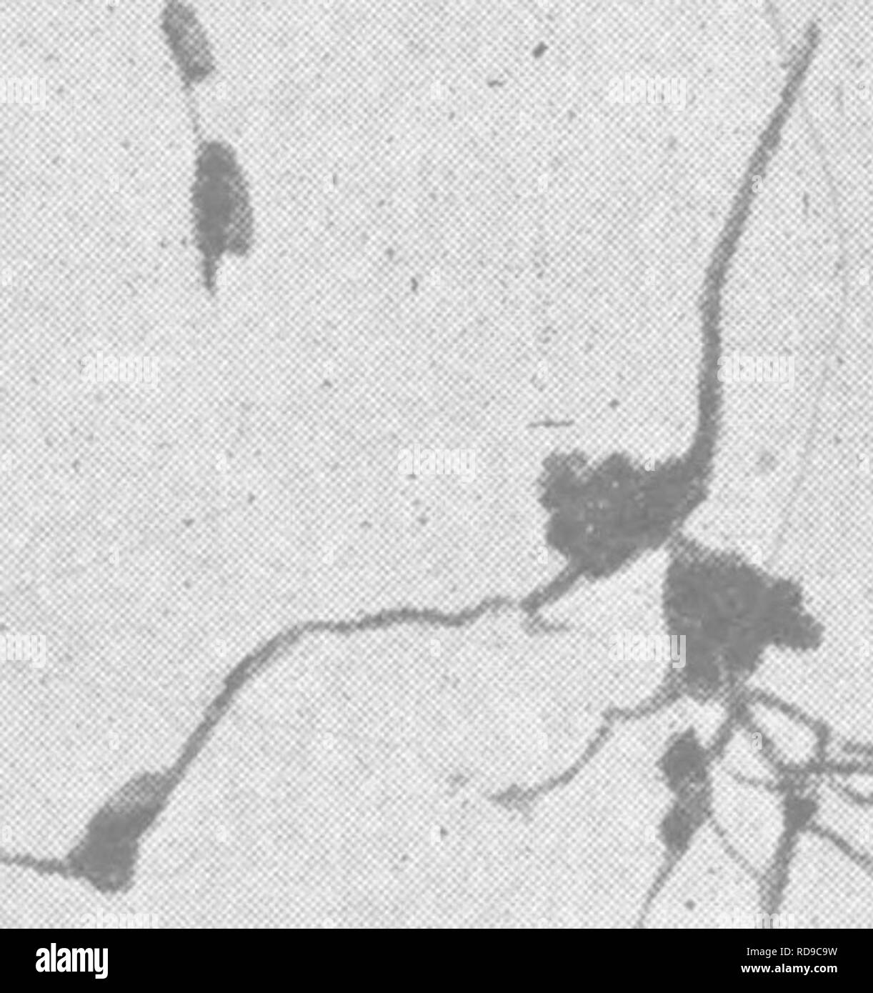 Nodule bacteria Black and White Stock Photos & Images - Alamy