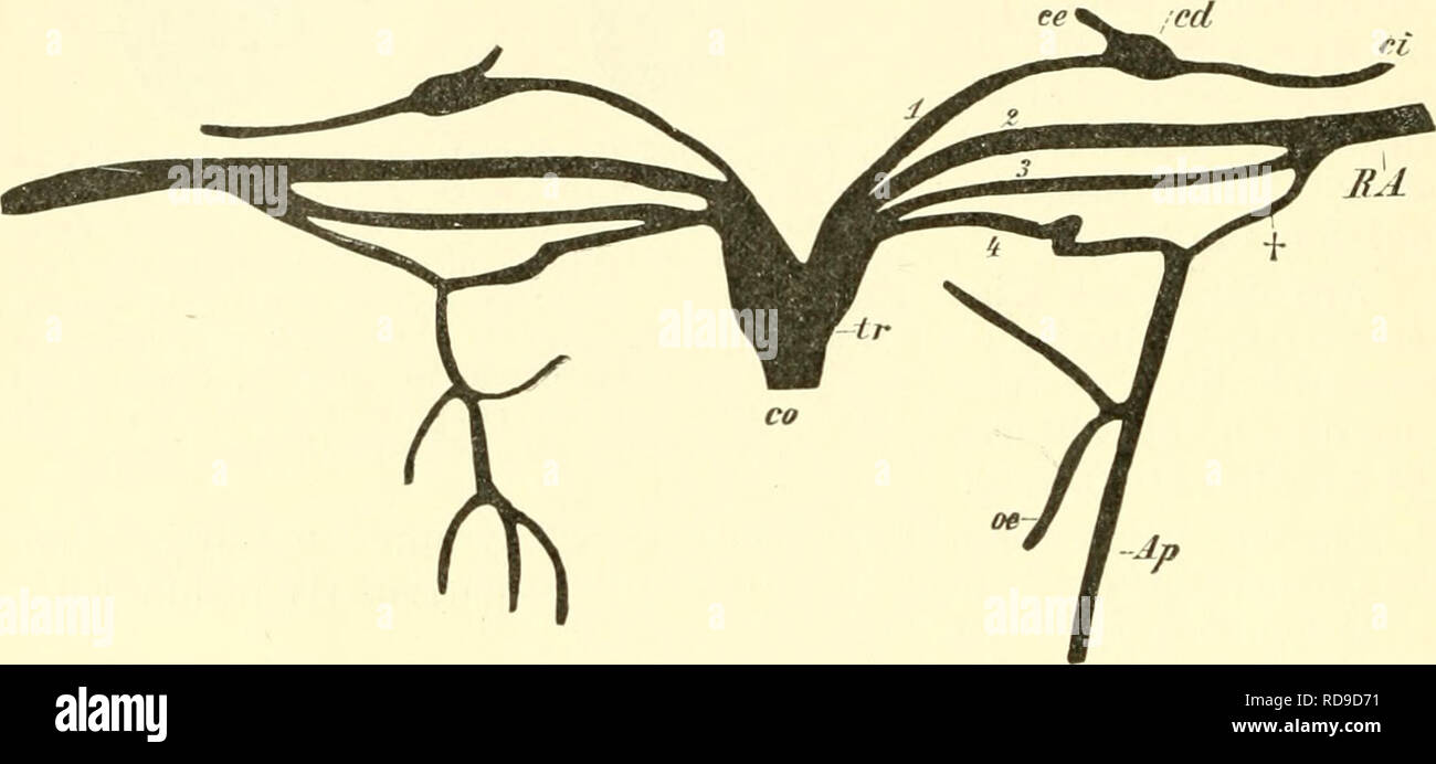 . Einführung in die vergleichende Anatomie der Wirbeltiere, für ...