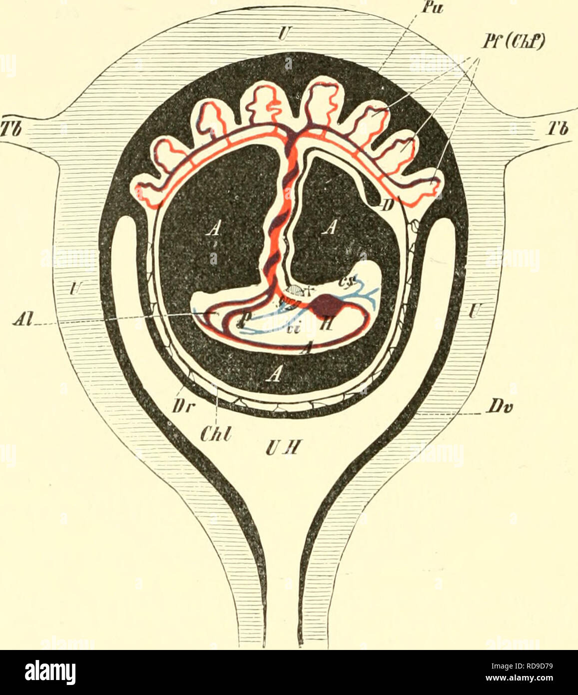 Vierteilung hi-res stock photography and images - Alamy