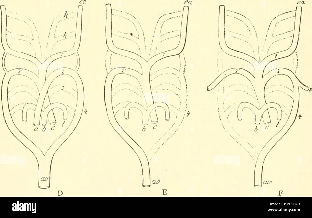 . Einführung in die vergleichende Anatomie der Wirbeltiere, für ...