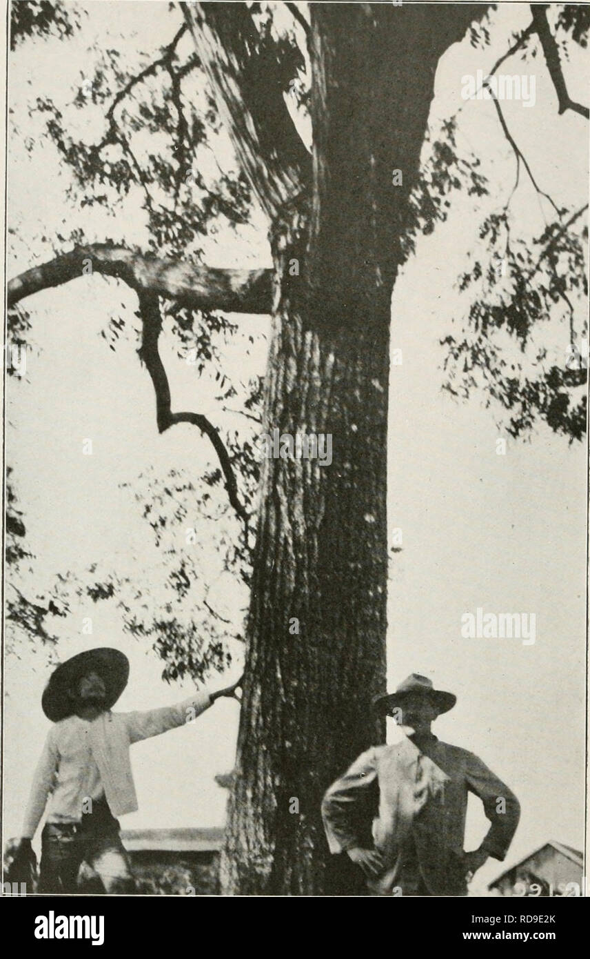 Cedro macho hi-res stock photography and images - Alamy