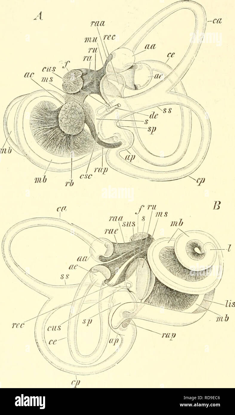 Basilar papilla hi-res stock photography and images - Alamy