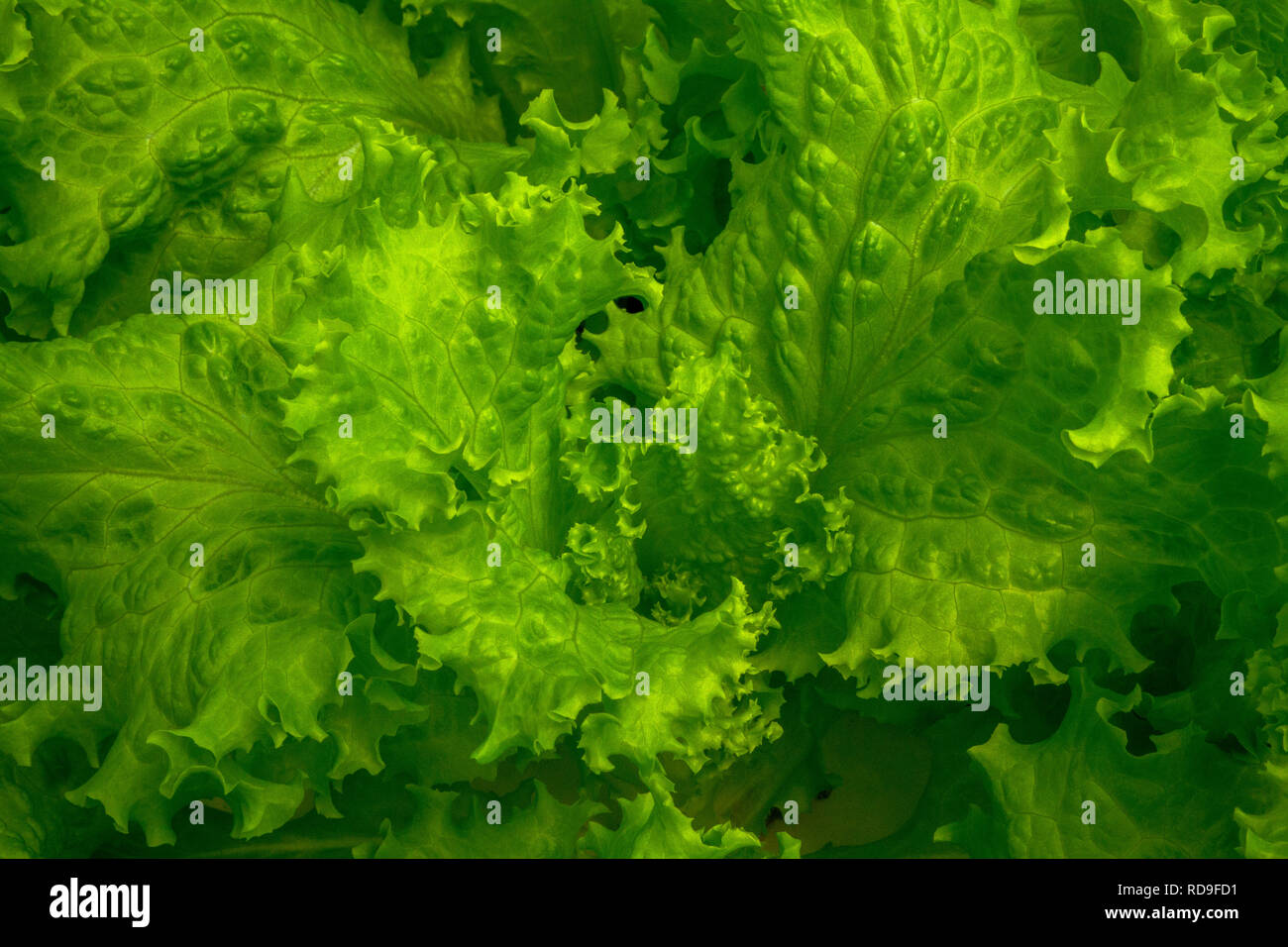 Fresh and crispy lettuce leaf close-up picture Stock Photo - Alamy