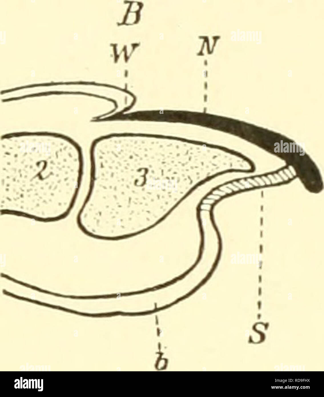 Wirbeltiere anatomie hi-res stock photography and images - Alamy