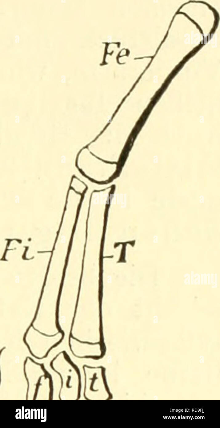 Anatomie fémur hi-res stock photography and images - Alamy