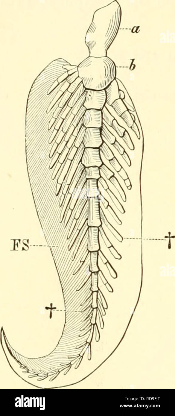 . Einführung in die vergleichende Anatomie der Wirbeltiere, für ...