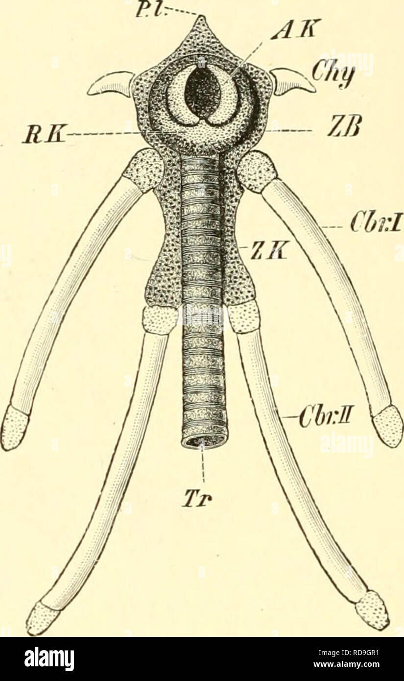 Krokodils hi-res stock photography and images - Alamy
