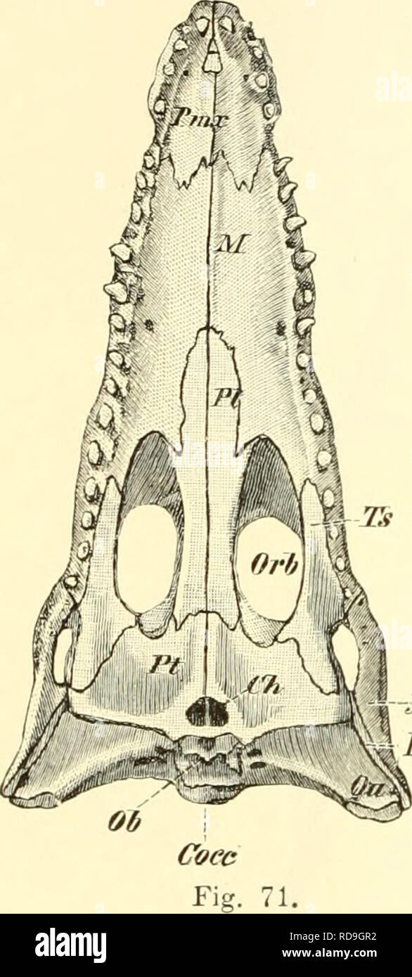 Trabekel hi-res stock photography and images - Alamy