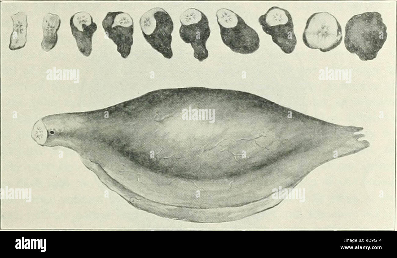 "American journal of obstetrics and gynecology" (1920 Stock Photo - Alamy
