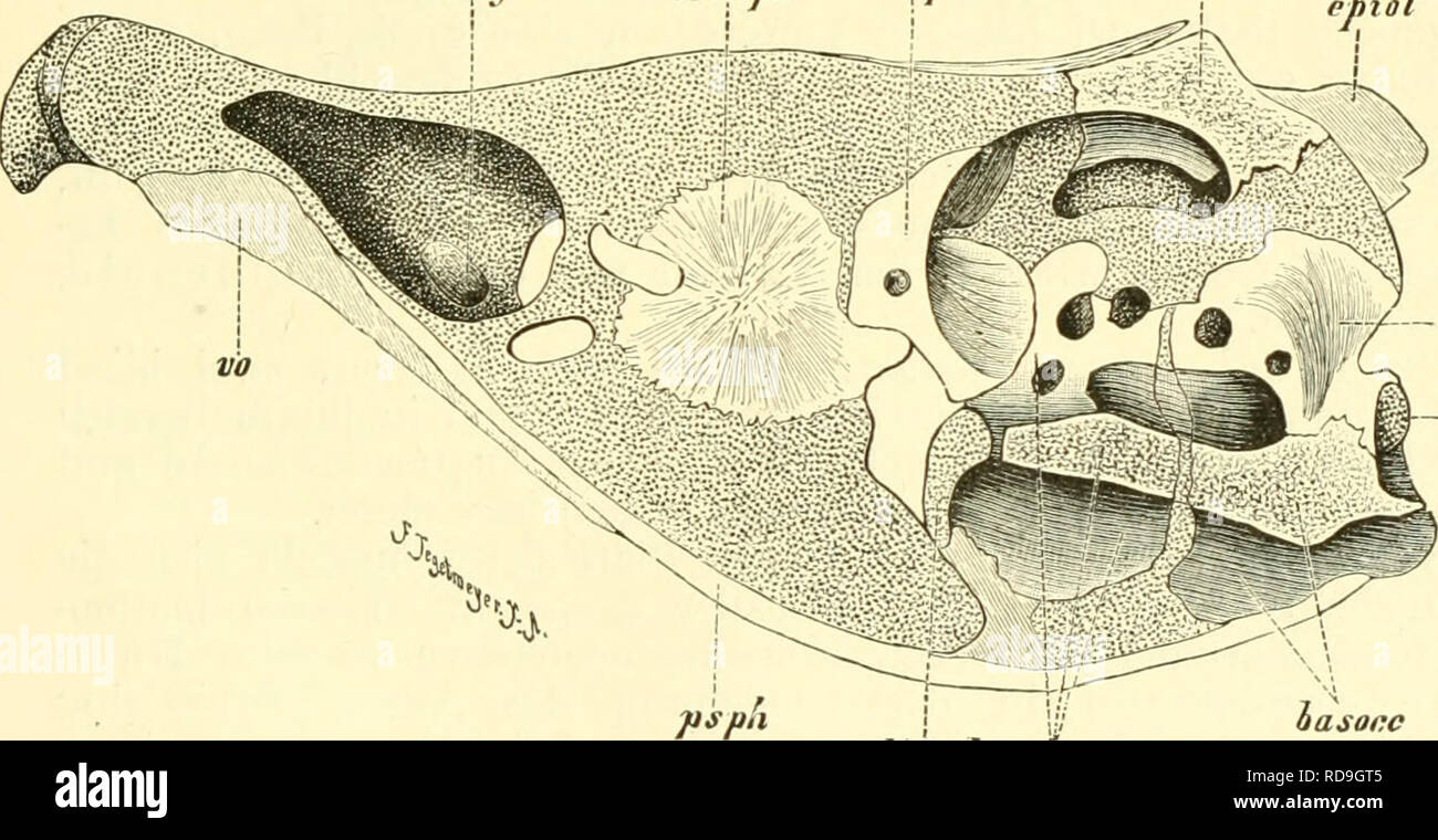 Lat wirbeltiere hi-res stock photography and images - Alamy