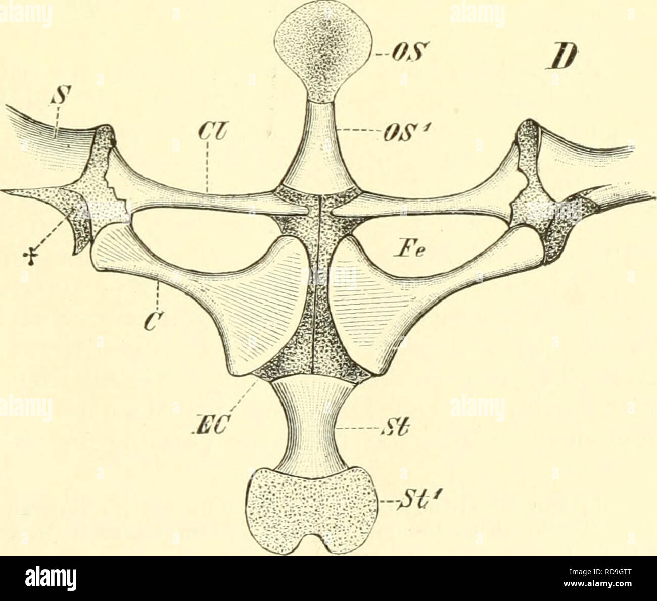 Wirbeltiere anatomie hi-res stock photography and images - Alamy