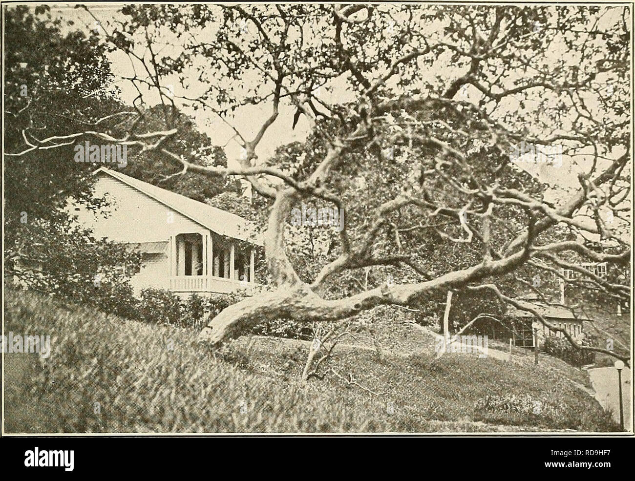 . The Cuba review. THE CUBA REVIEW 11. A Large Guava Tree, Showing its ...