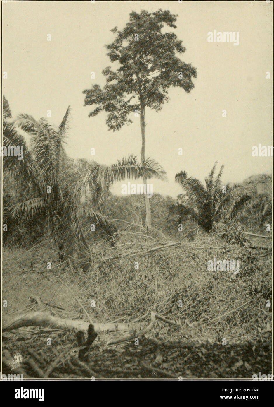 . The Cuba review. 16 THE CUBA REVIEW. A Ramon Tree Left in a Clearing ...