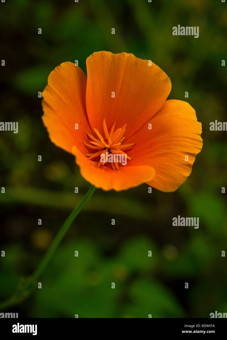 Pretty Orange Flower