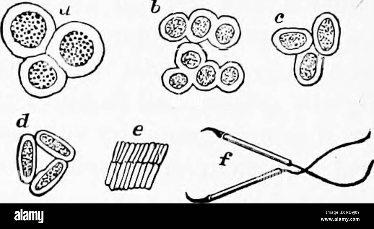 . Zoology : for students and general readers . Zoology. G44 ZOOLOGY. of ...