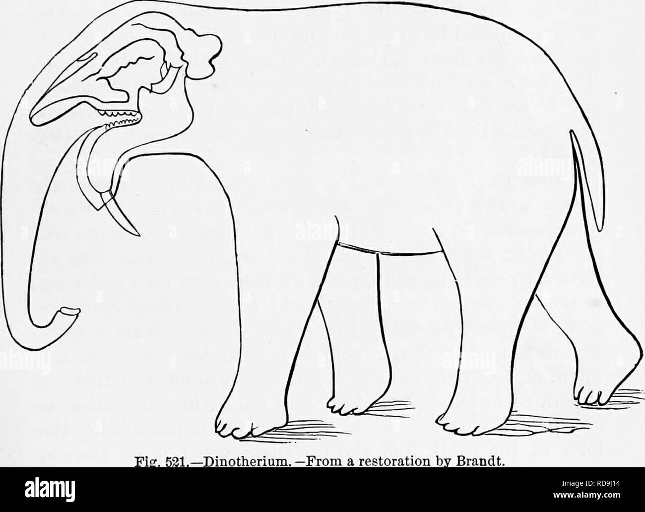 Northern siberia mammoth hi-res stock photography and images - Alamy