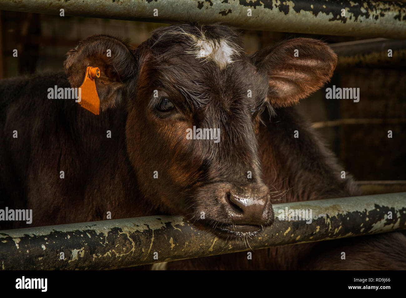 Finished cattle hi-res stock photography and images - Alamy
