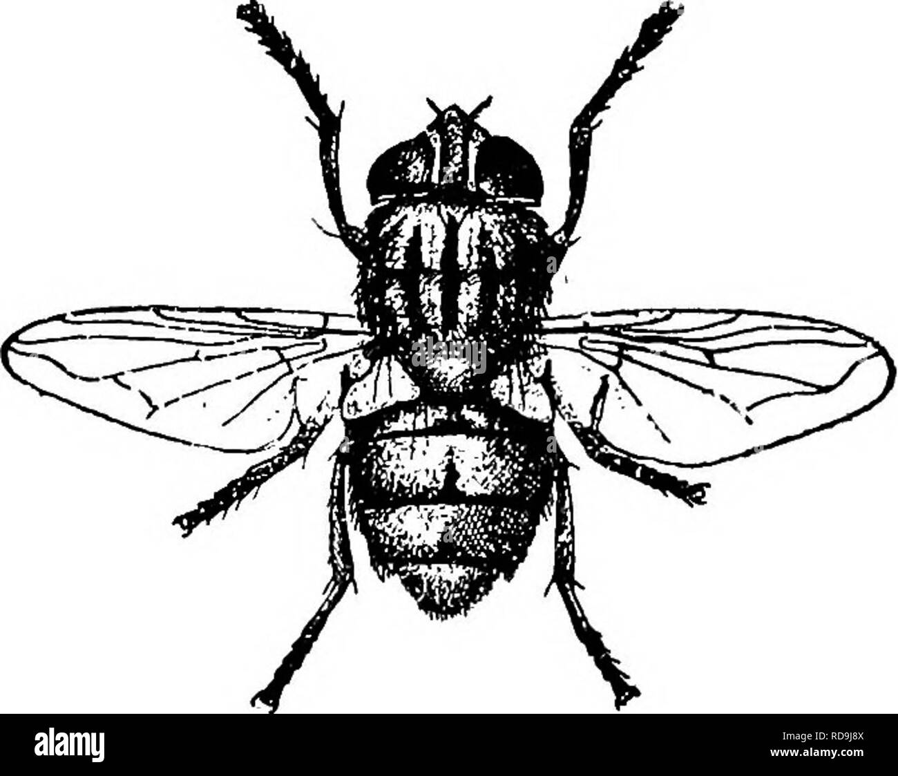 . Animal parasites and human disease. Medical parasitology; Insects as ...