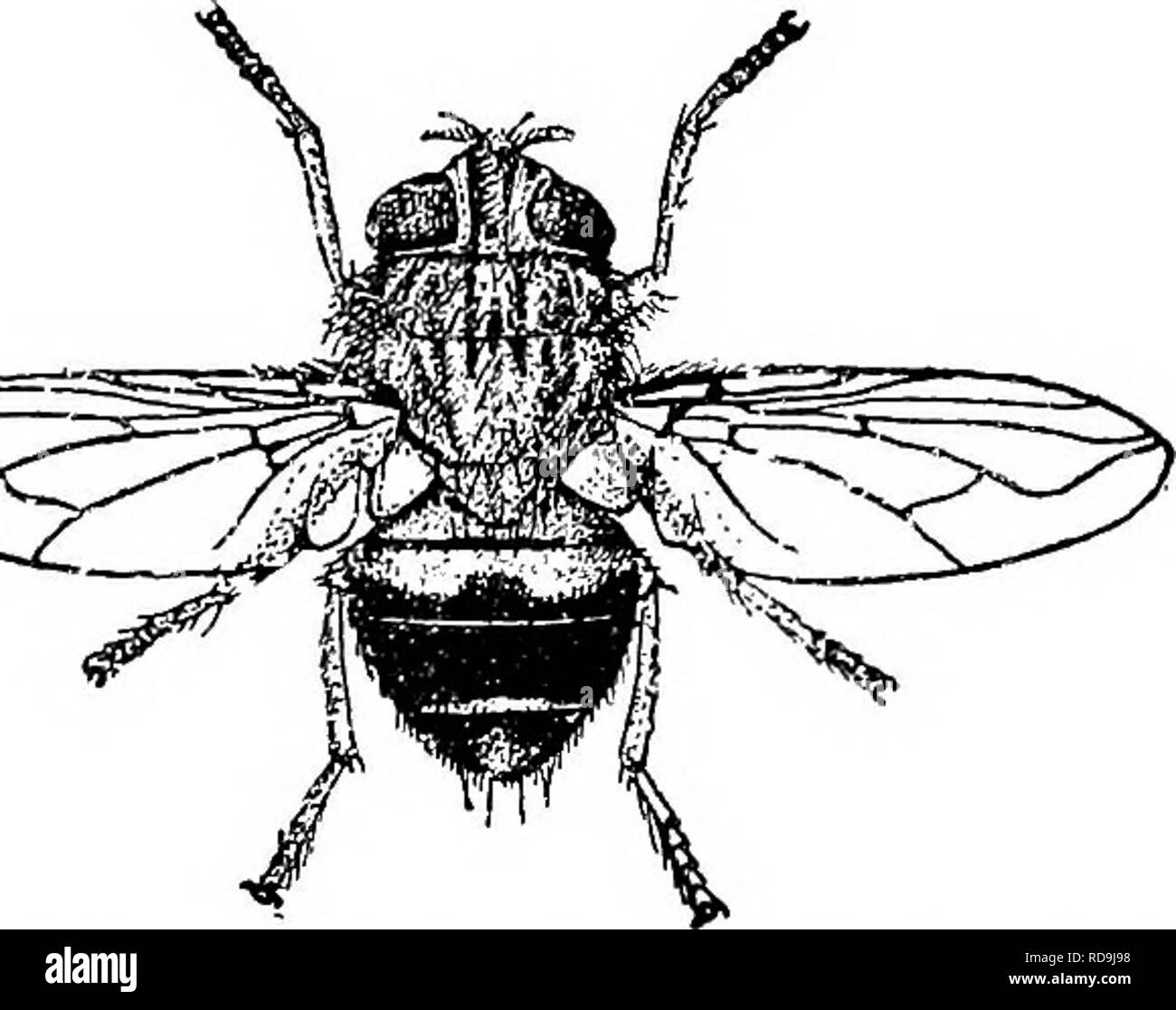 Maggots Medical Stock Photos & Maggots Medical Stock Images - Alamy