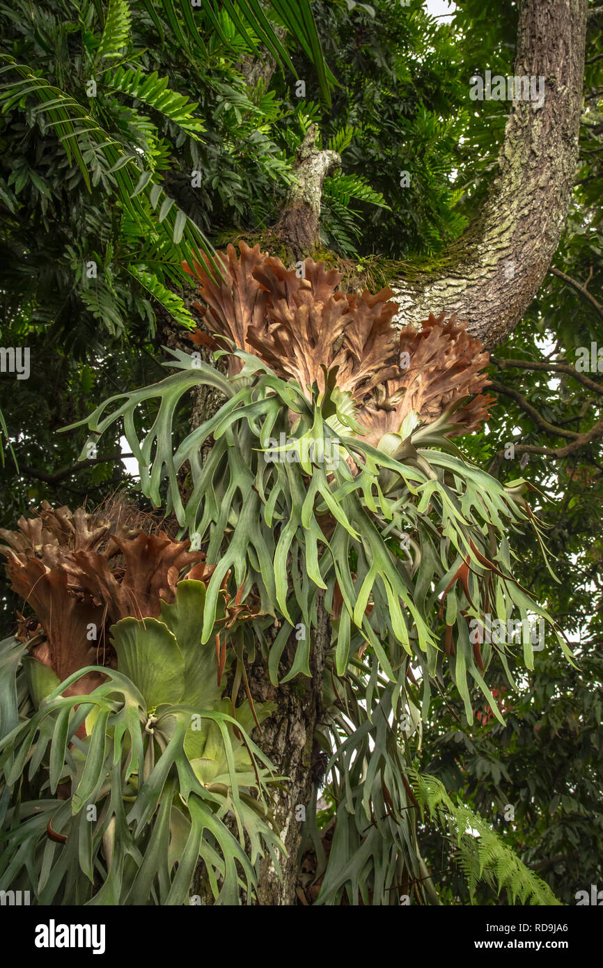Elkhorn Fern Stock Photos & Elkhorn Fern Stock Images - Alamy