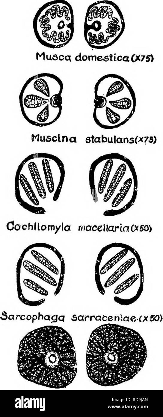 . Animal parasites and human disease. Medical parasitology; Insects as ...