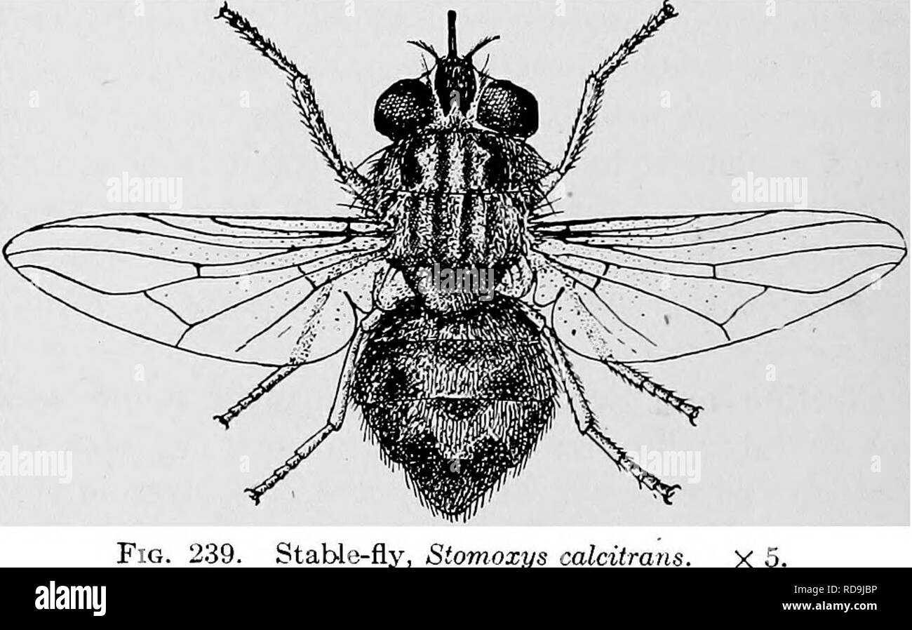Food source for flies Black and White Stock Photos & Images - Alamy
