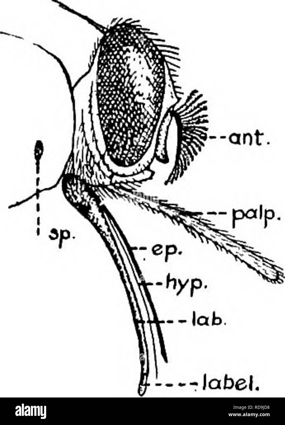 Tsetse fly larva hi-res stock photography and images - Alamy