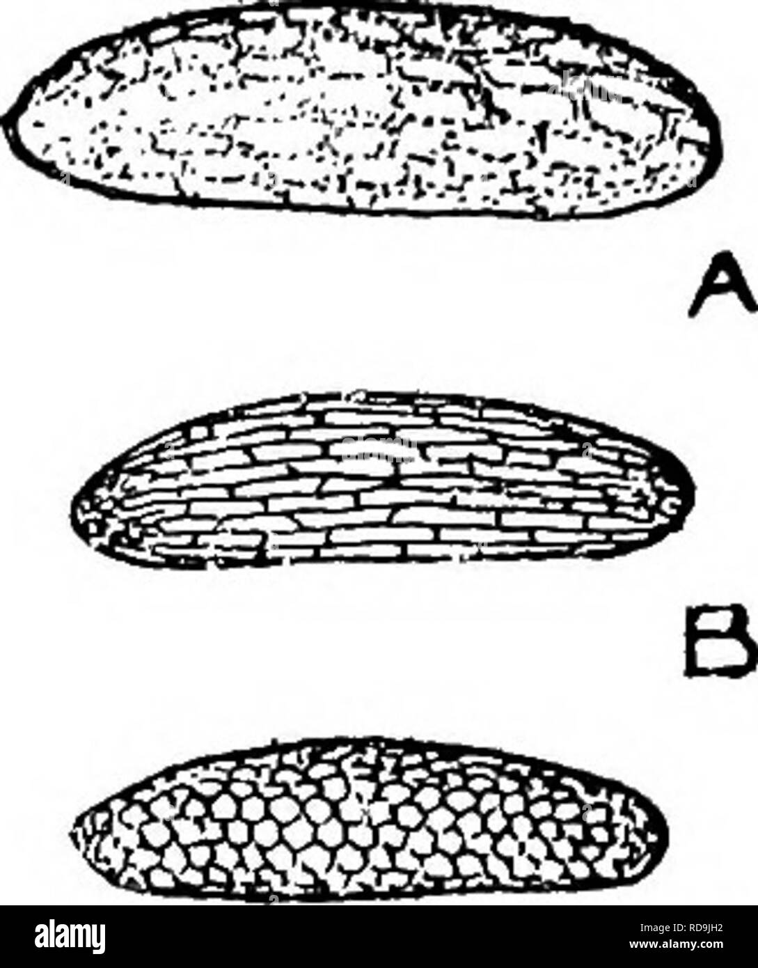 Phlebotomus hi-res stock photography and images - Alamy