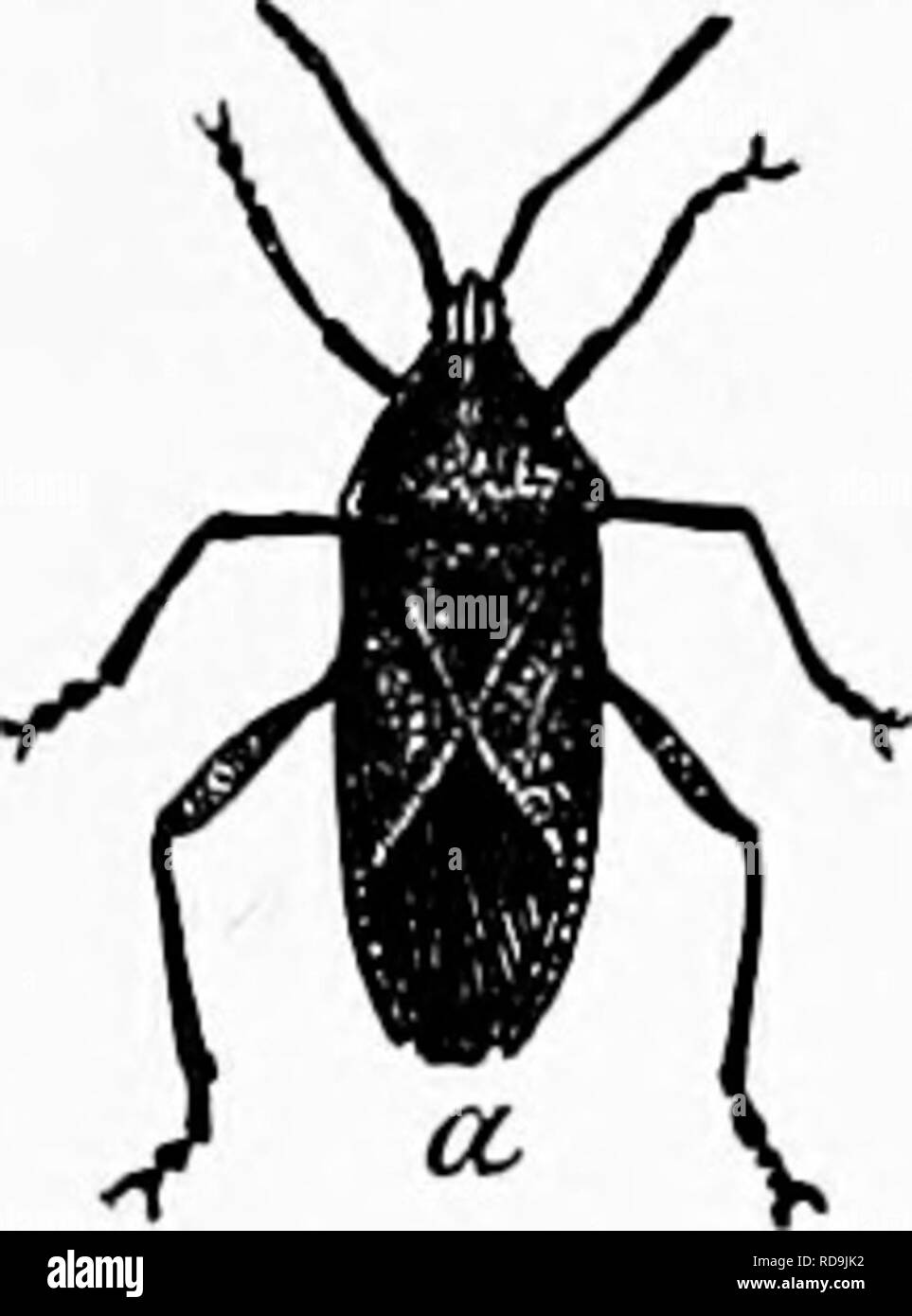 Wingless bugs Cut Out Stock Images & Pictures - Alamy