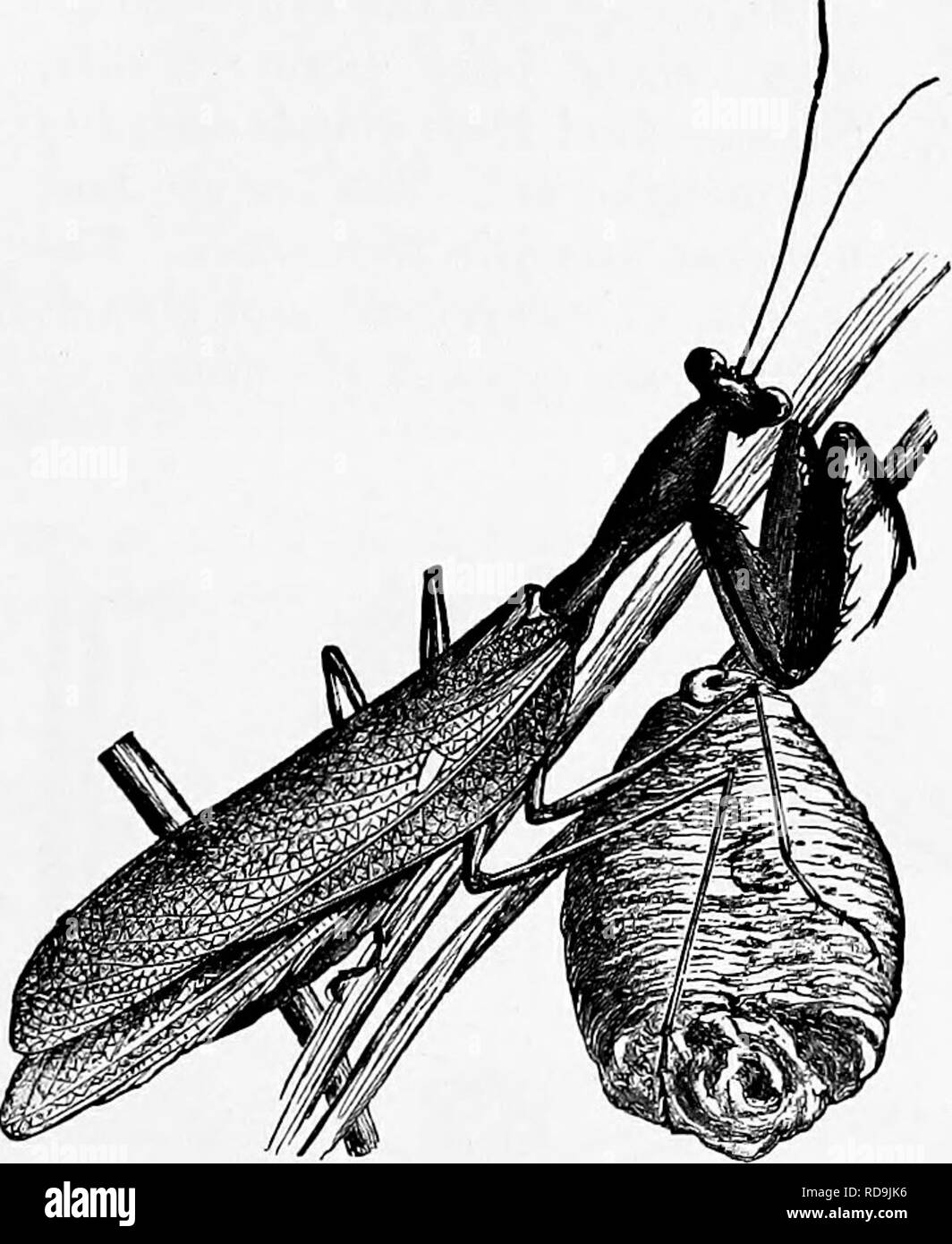 African green mantis Black and White Stock Photos & Images - Alamy