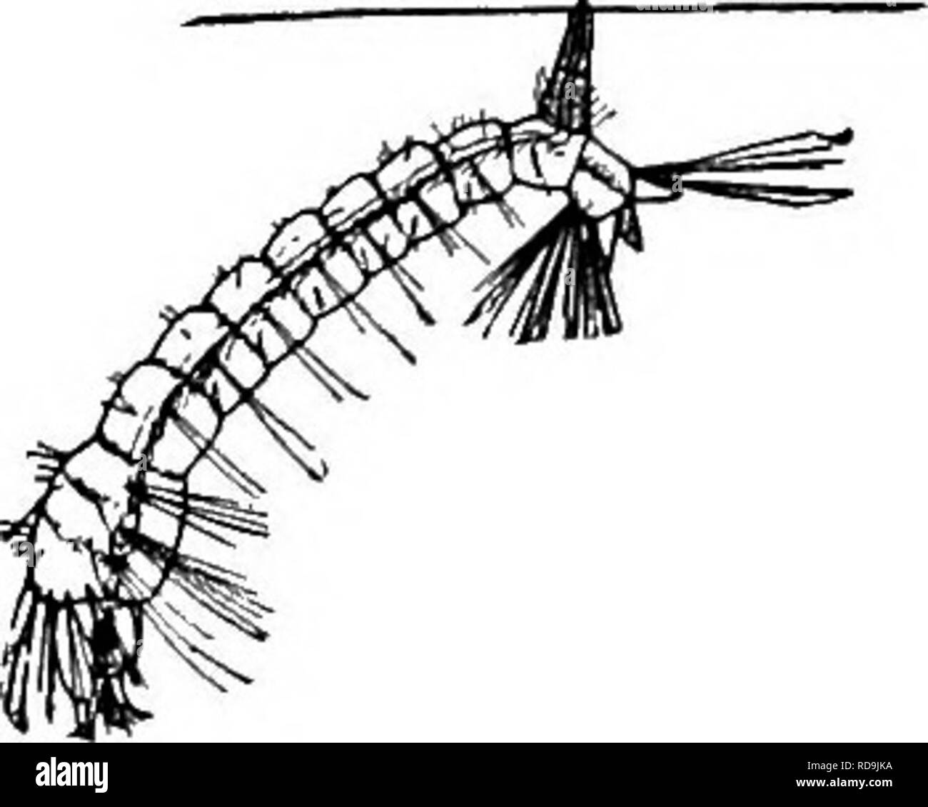 Breathing siphon Black and White Stock Photos & Images - Alamy