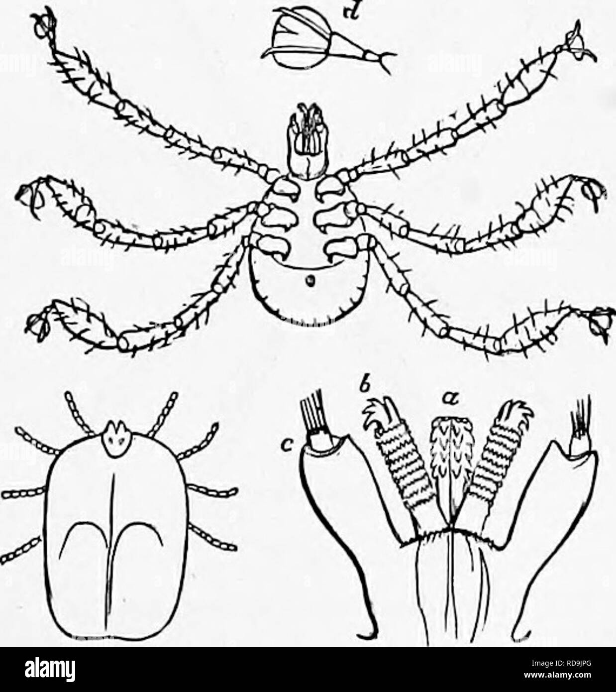 . Zoology : for students and general readers . Zoology. session of two ...