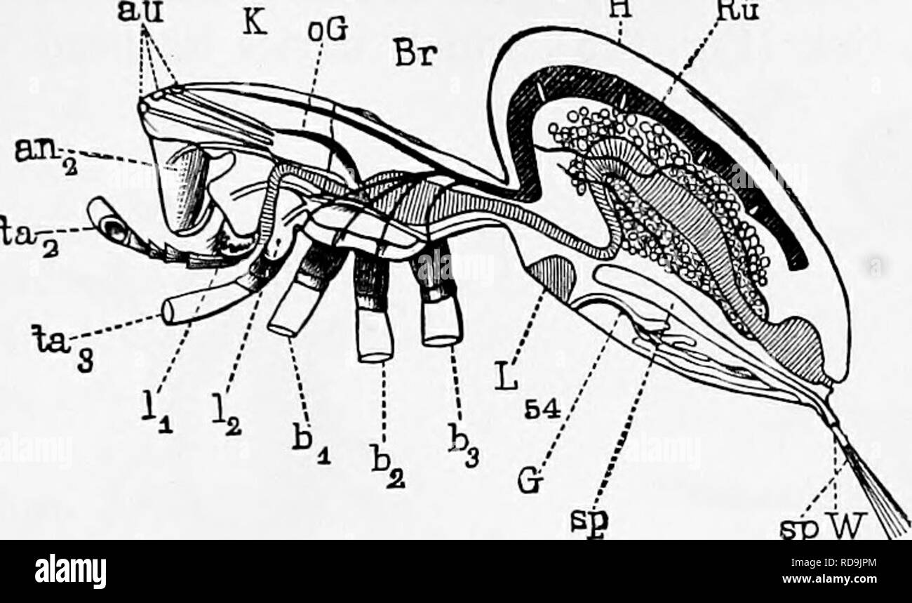 . Zoology : for students and general readers . Zoology. AlfATOMT OF THE ...