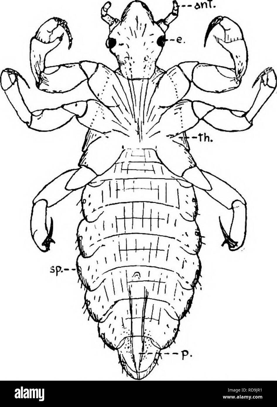 Body lice head lice Black and White Stock Photos & Images - Alamy