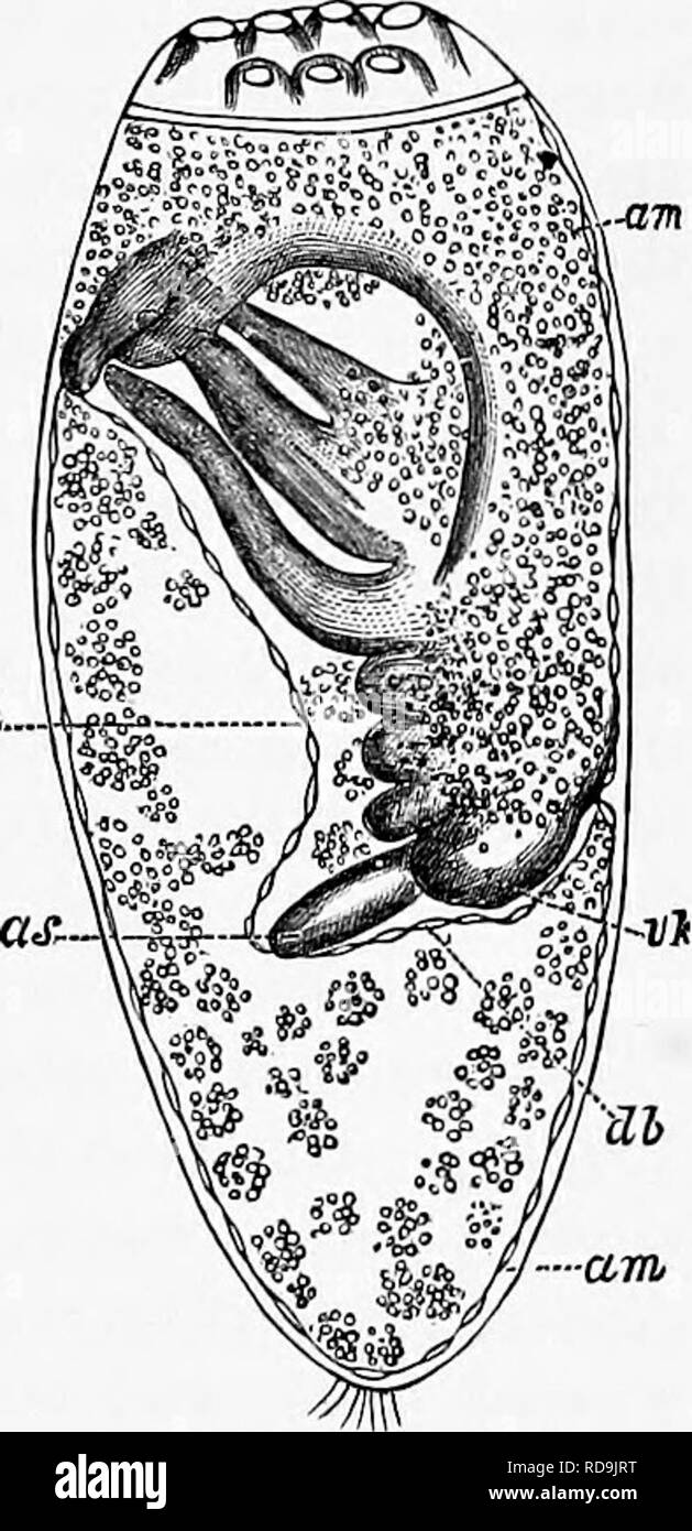 . Zoology : for students and general readers . Zoology. METAMORPHOSIS ...